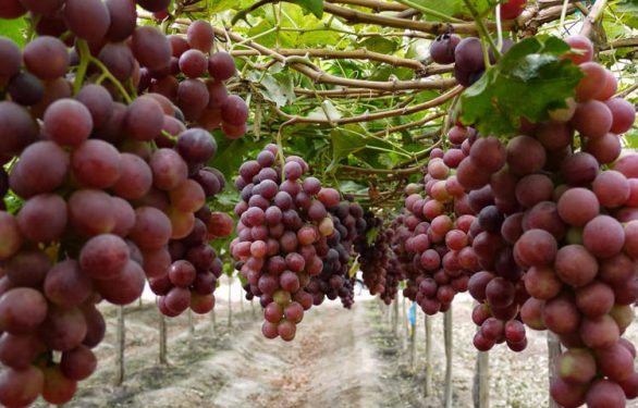 Exportaciones de uvas de mesa de Chile crecerán casi 13% esta temporada ...